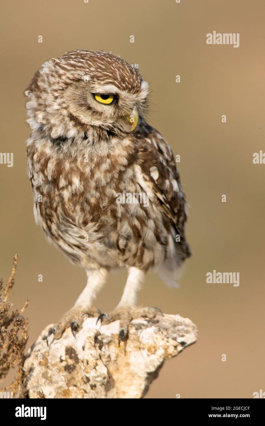 Little owl in his favorite watchtower with the last evening lights ...