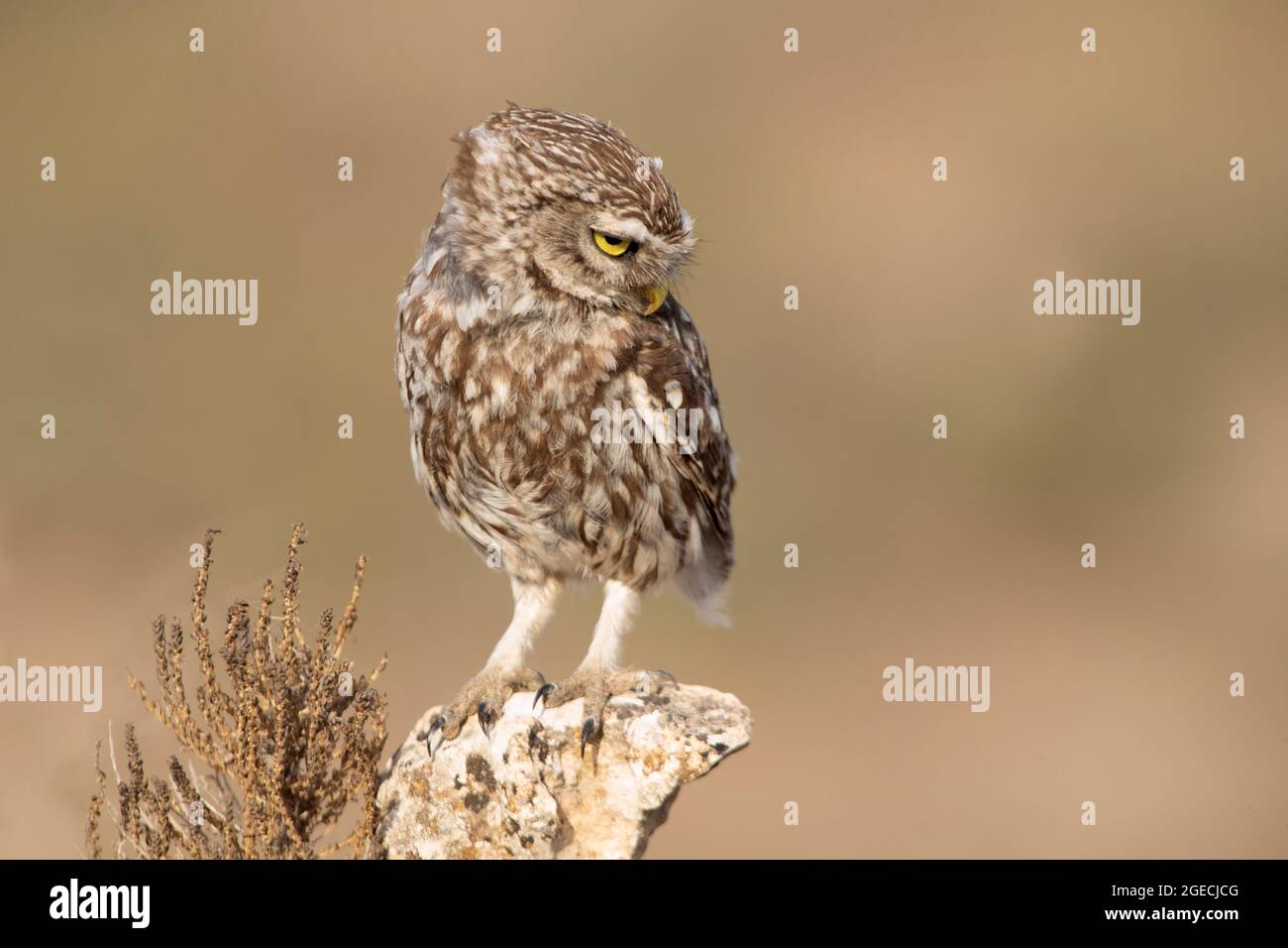 Little owl in his favorite watchtower with the last evening lights ...