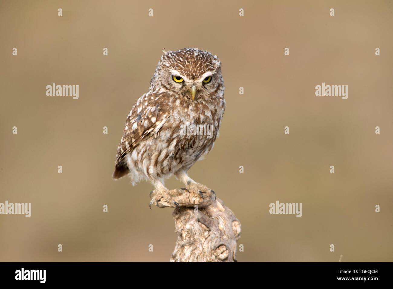 Little owl in his favorite watchtower with the last evening lights ...