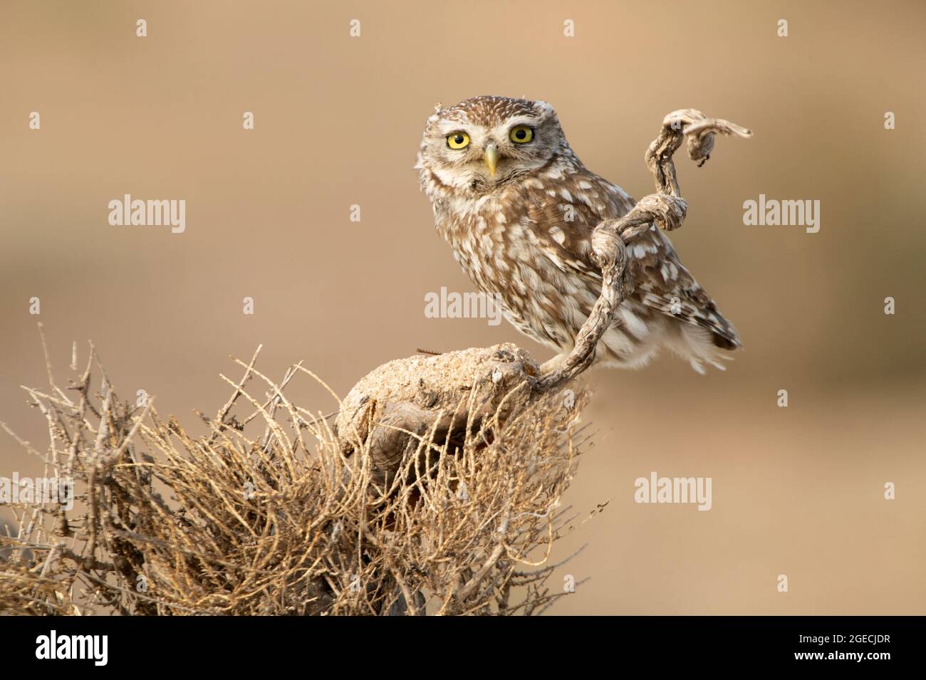 Little owl in his favorite watchtower with the last evening lights ...