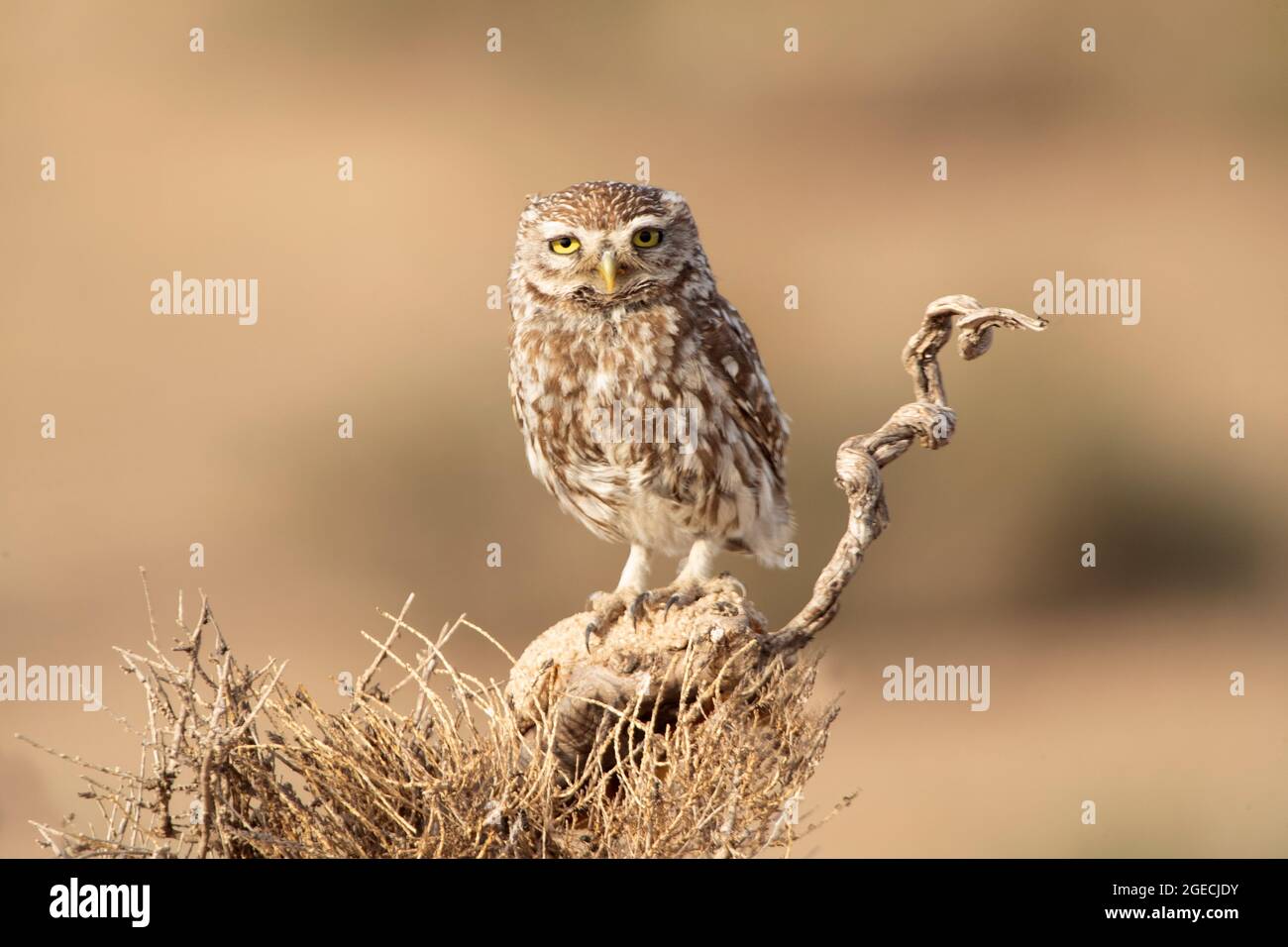Little owl in his favorite watchtower with the last evening lights ...