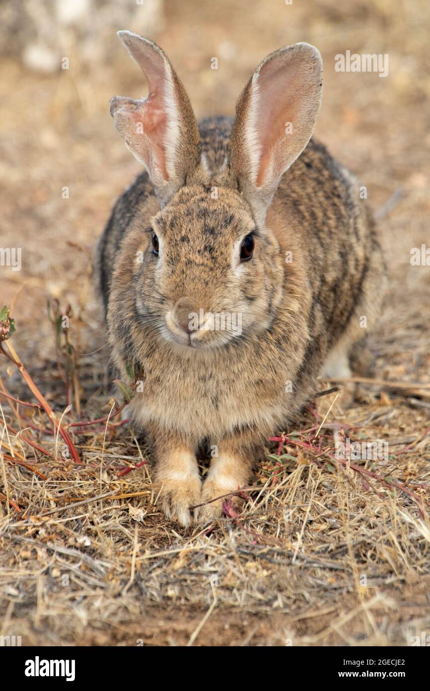 common rabbit eating grass in autumn in an oak forest with the first ...