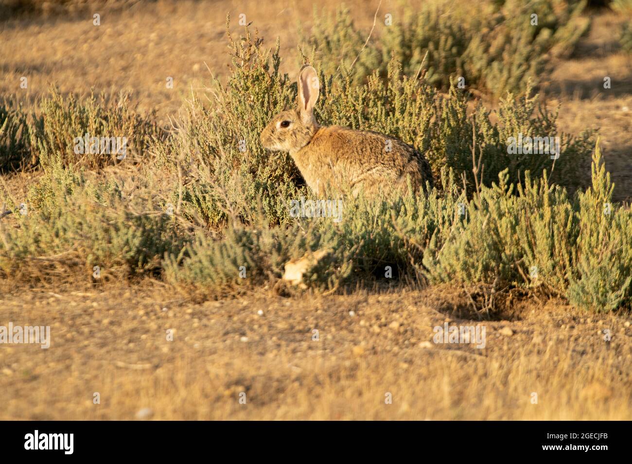 common rabbit eating grass in autumn in an oak forest with the first ...