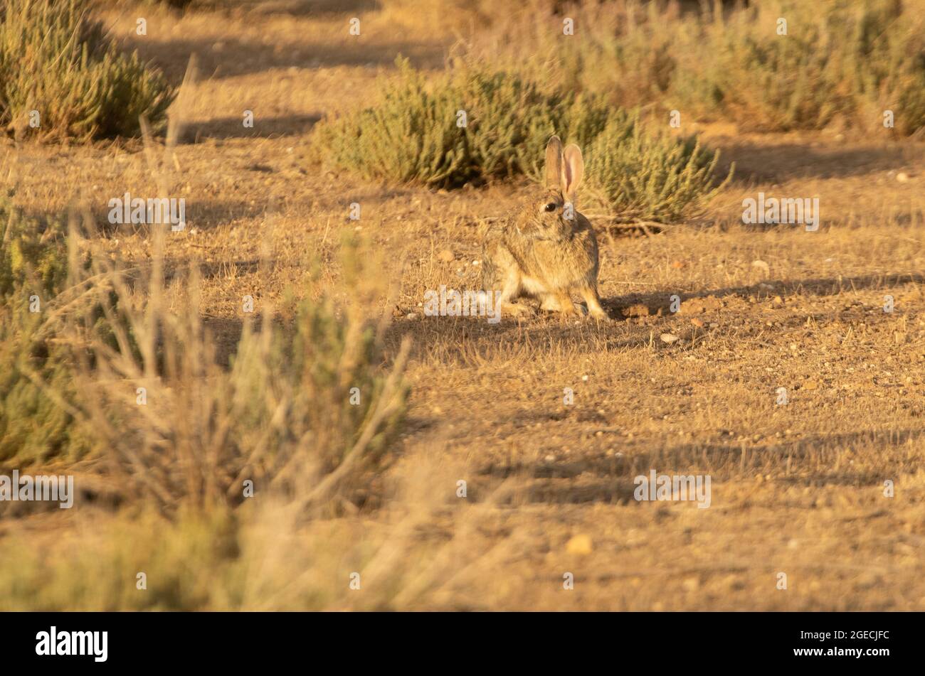 common rabbit eating grass in autumn in an oak forest with the first ...