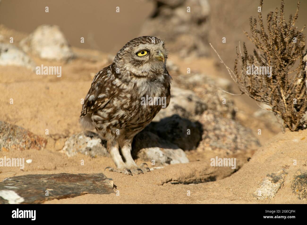Little owl in his favorite watchtower with the last evening lights ...