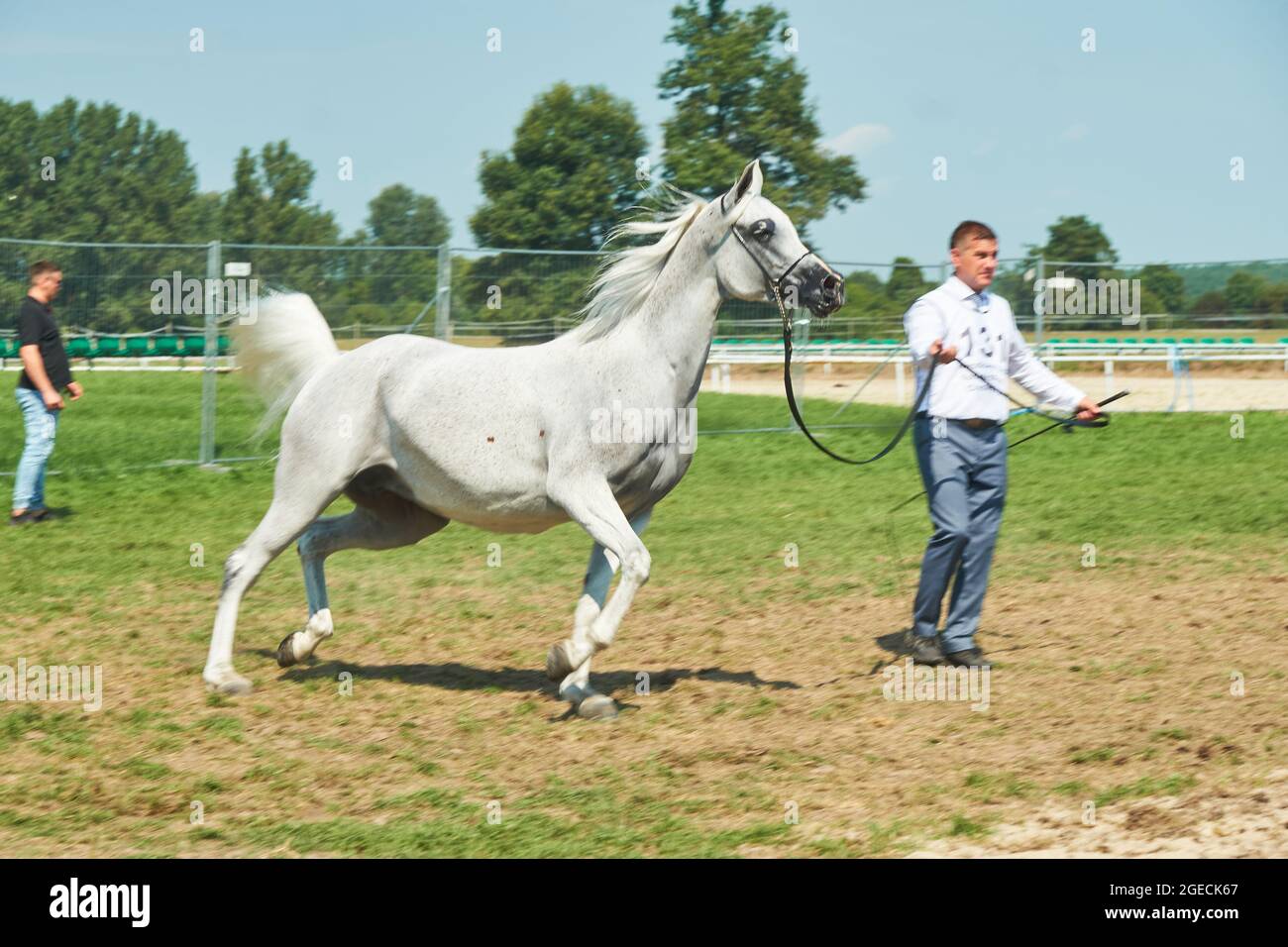 "Pride of Poland 2021" - annual festival of world class Arabian horses ...