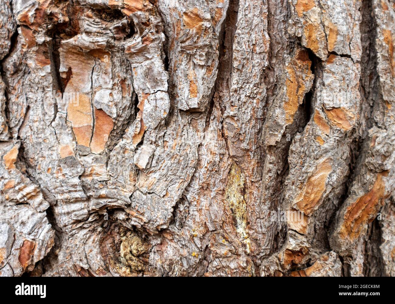 tree bark fence shot ideal for texture or background Stock Photo - Alamy