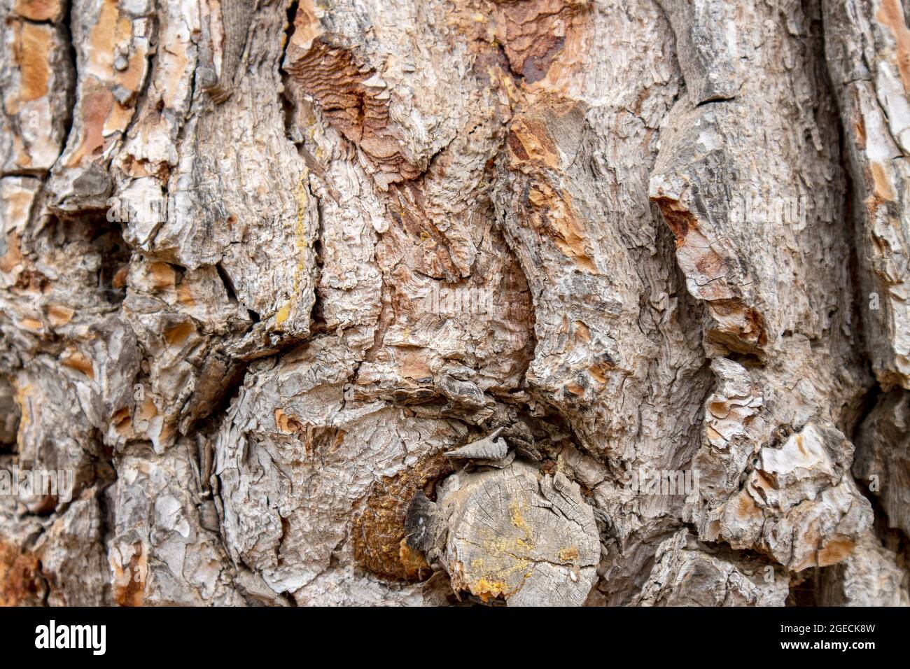old tree bark. background or texture concept Stock Photo - Alamy