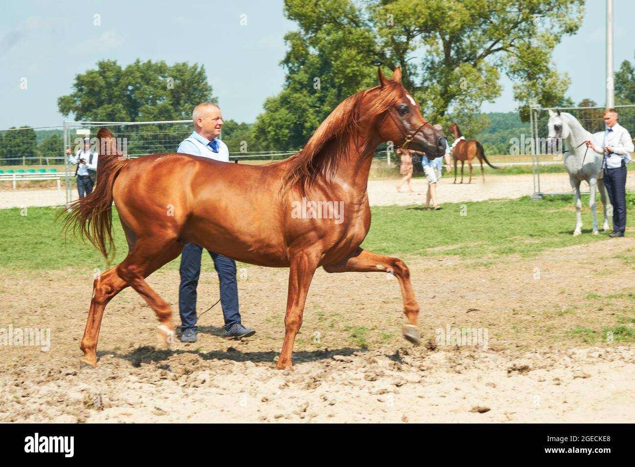 "Pride of Poland 2021" - annual festival of world class Arabian horses ...