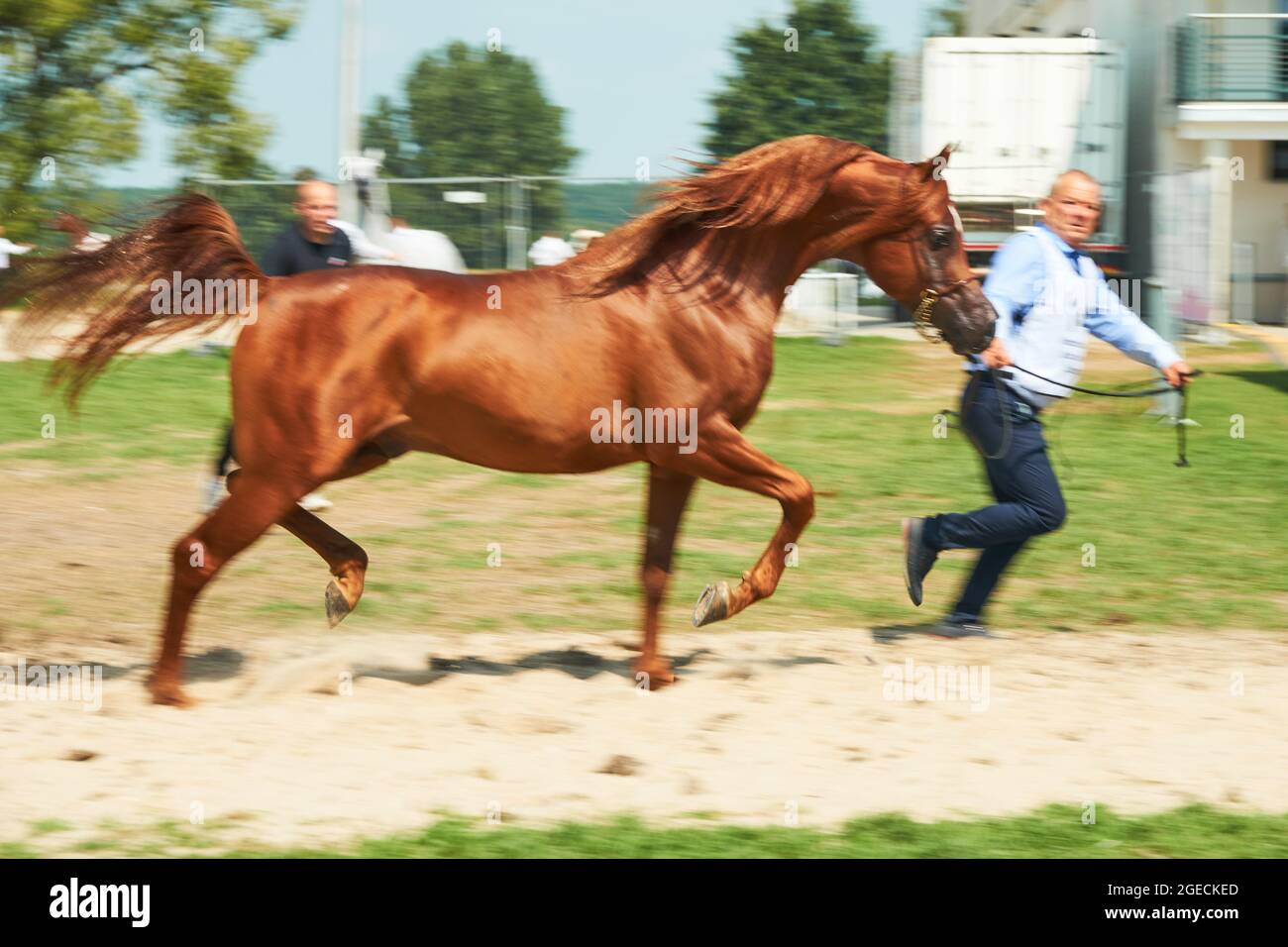 "Pride of Poland 2021" - annual festival of world class Arabian horses ...