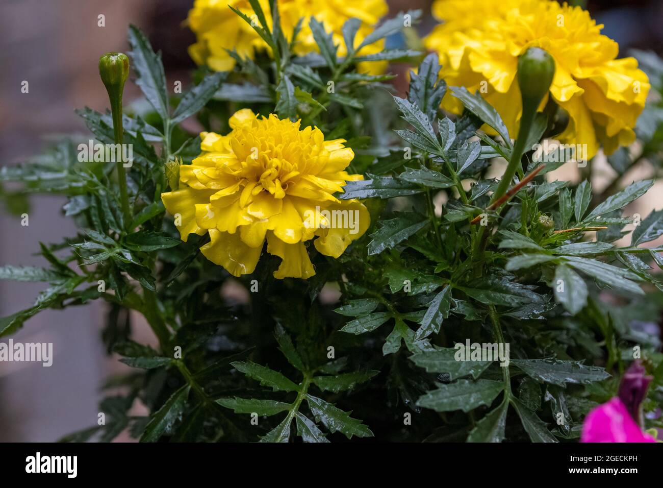 a small marigold plant with bright sunny yellow blooms and a bunch of ...