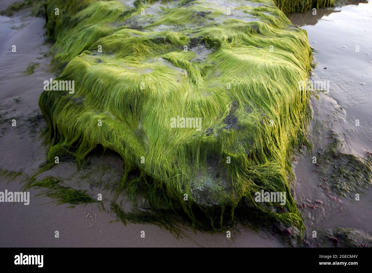 Sea Algae Photographed on the Mediterranean Shore, Israel Stock Photo ...