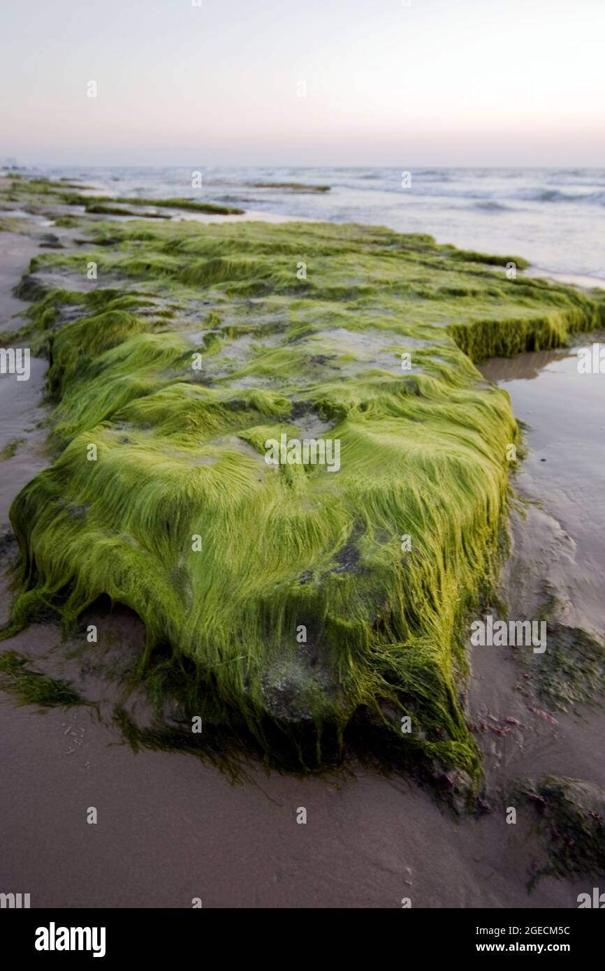 Sea Algae Photographed on the Mediterranean Shore, Israel Stock Photo ...