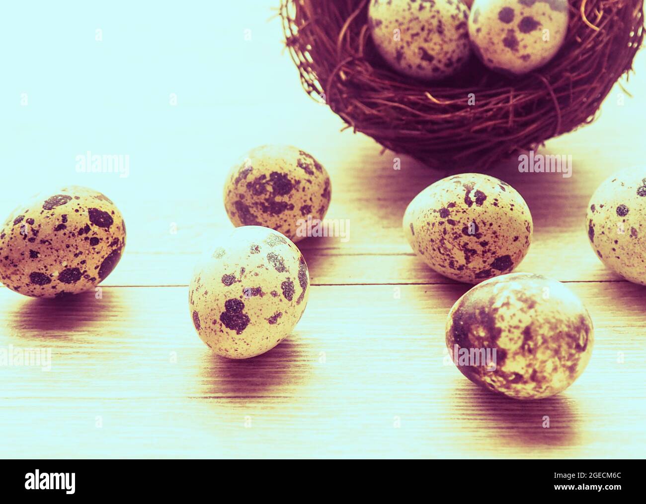 Quail eggs in a nest of branches lying on a wooden background, a ...
