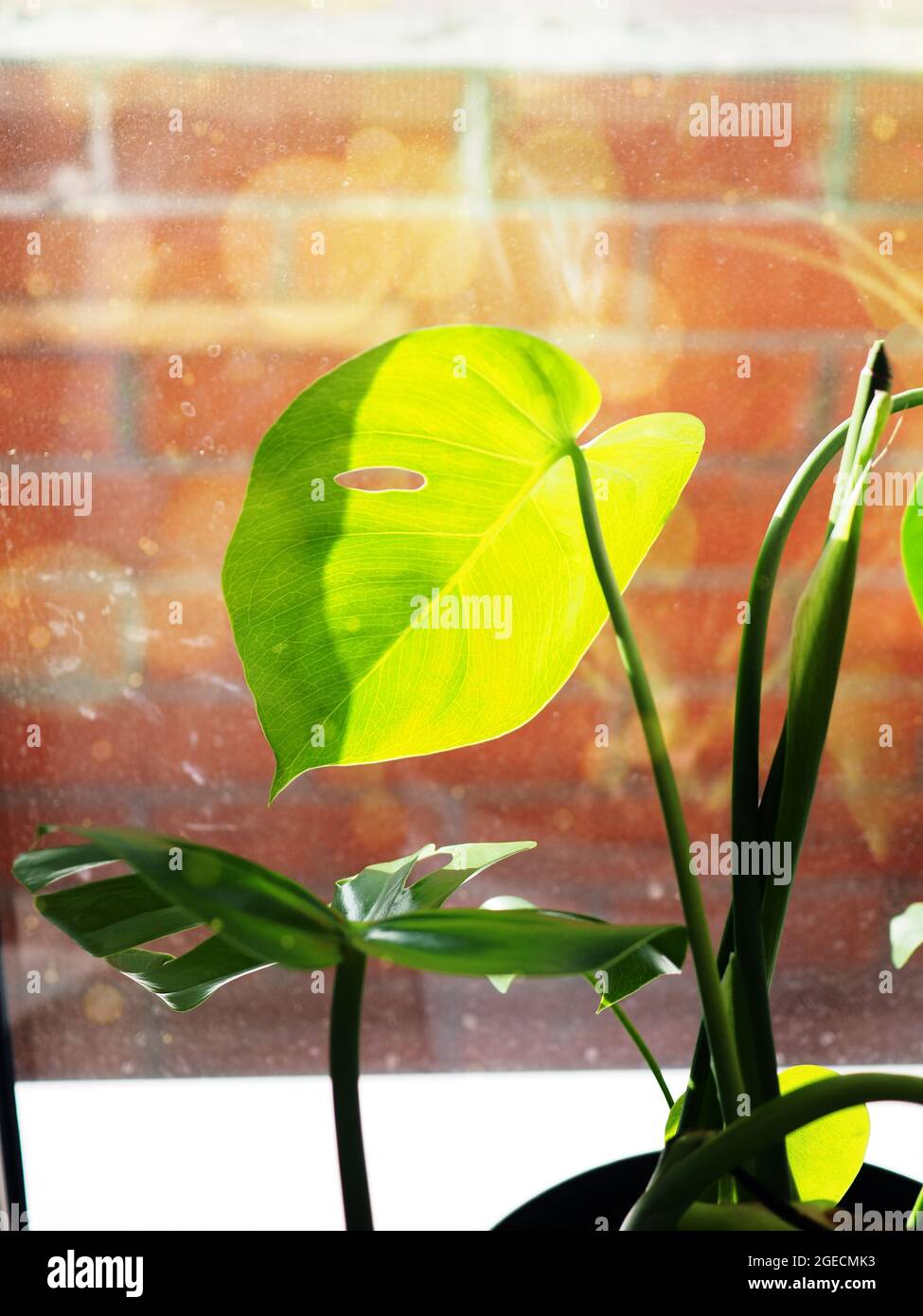 Green monstera leaves hi-res stock photography and images - Alamy