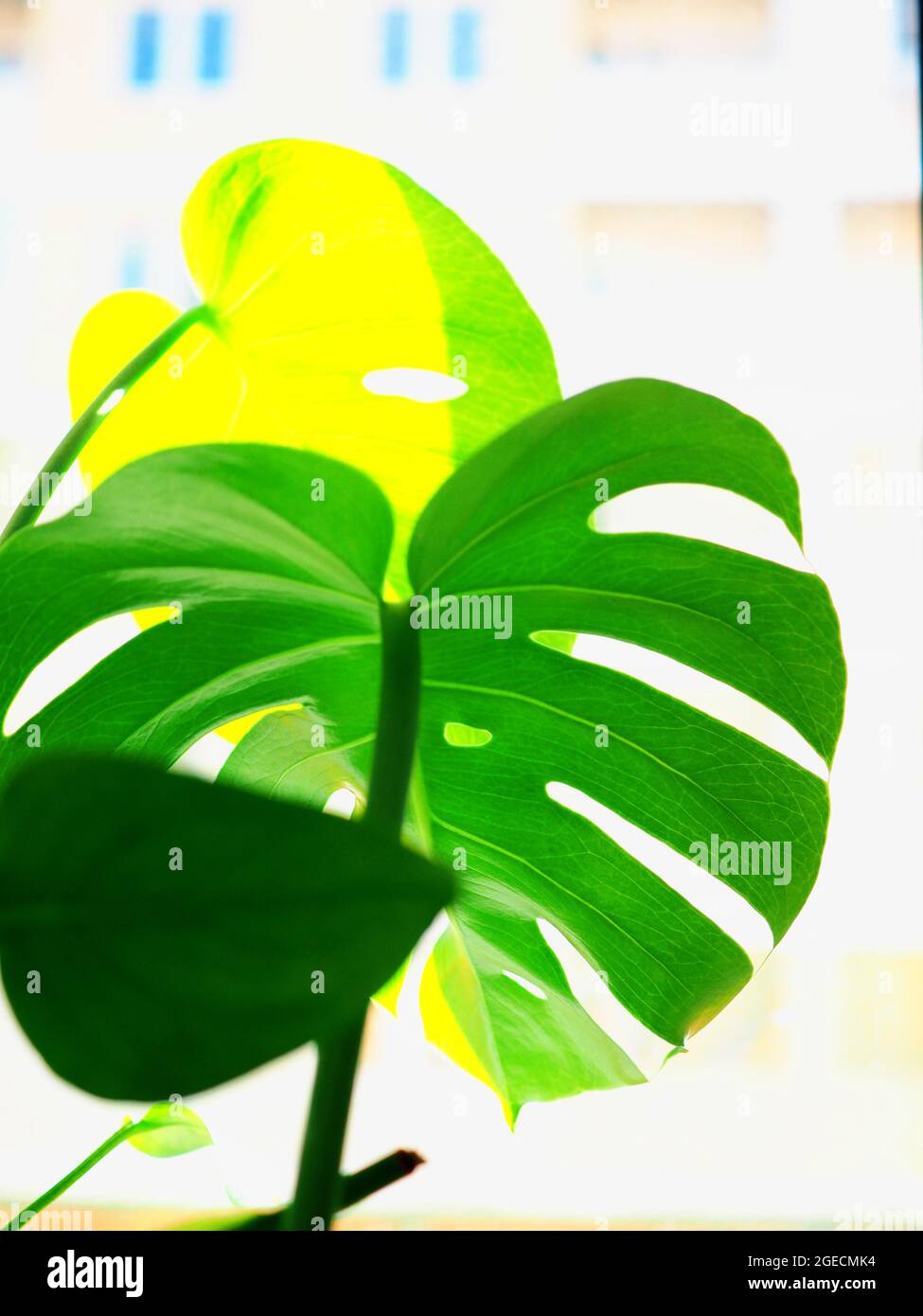 Green monstera leaves hi-res stock photography and images - Alamy