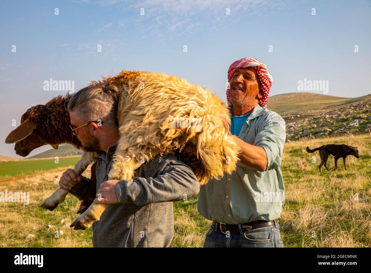 Sheep of the valley hi-res stock photography and images - Alamy