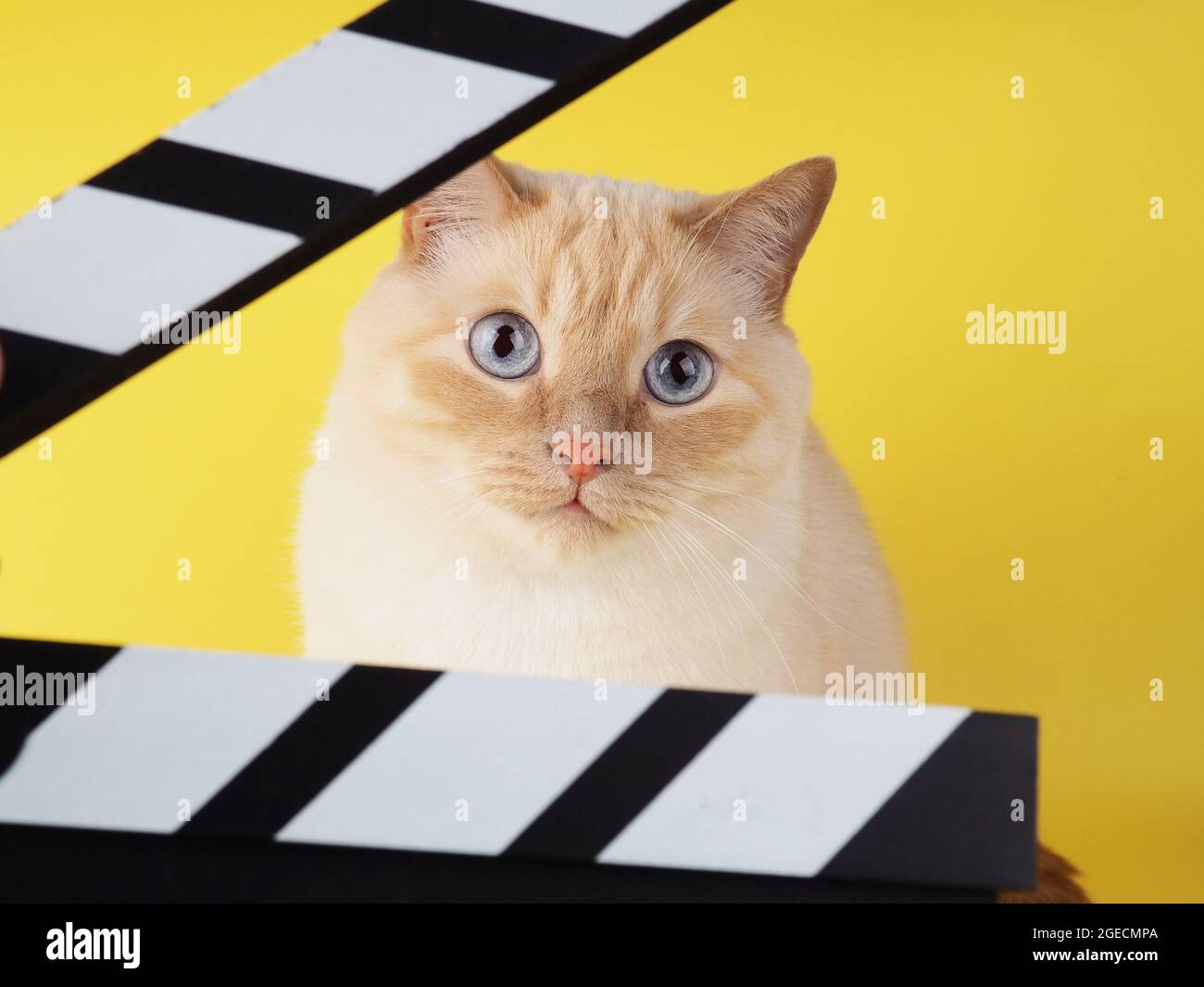 White cheerful cat looks through Clapperboard on a yellow background ...