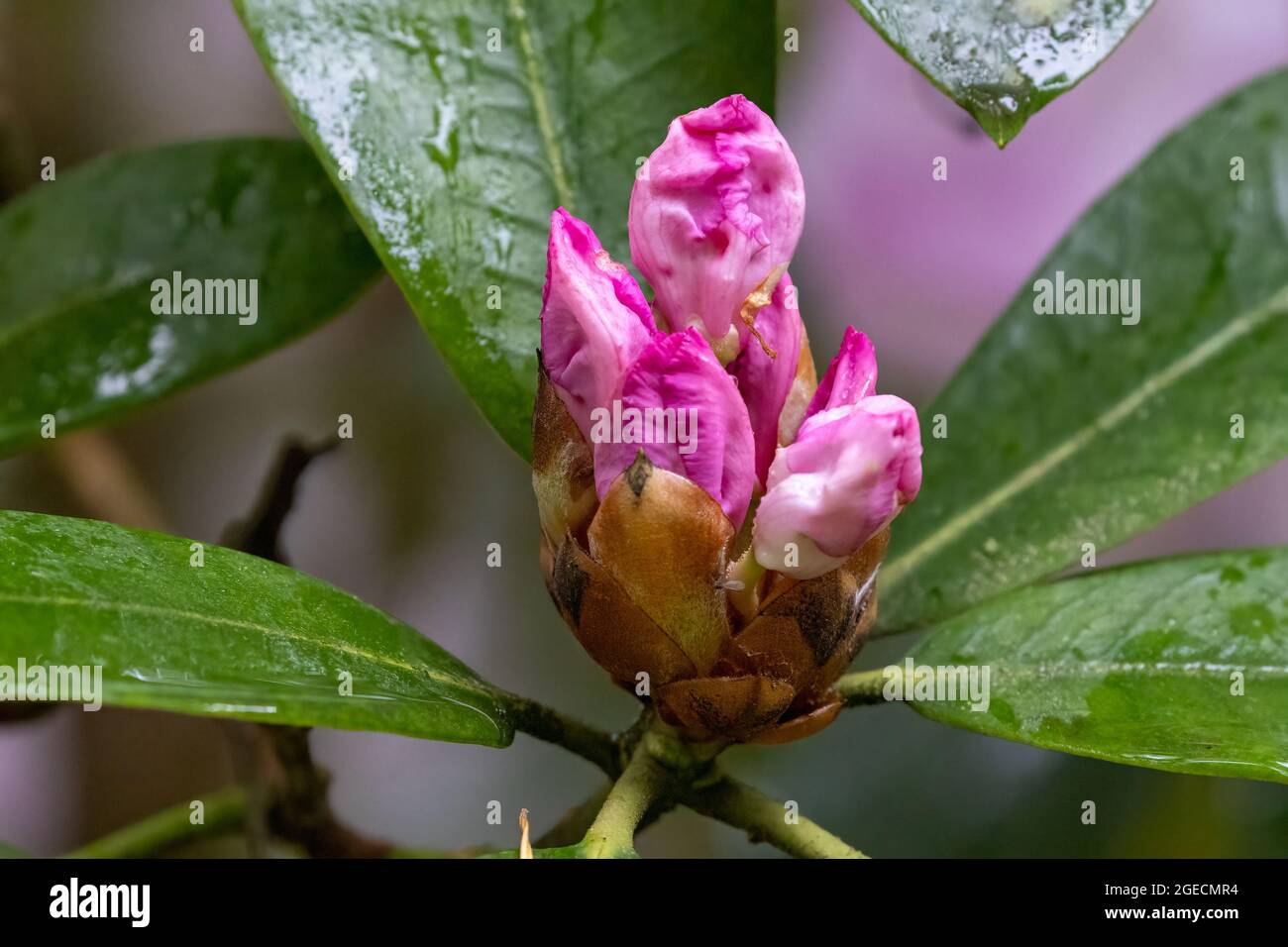 large group of pale pink rhododendron flowers curled into dark buds ...