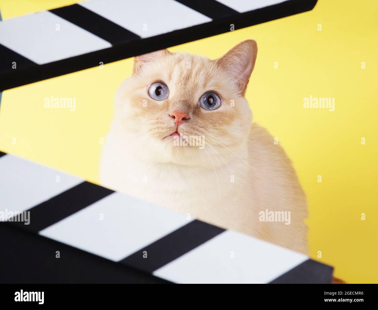 White cheerful cat looks through Clapperboard on a yellow background ...