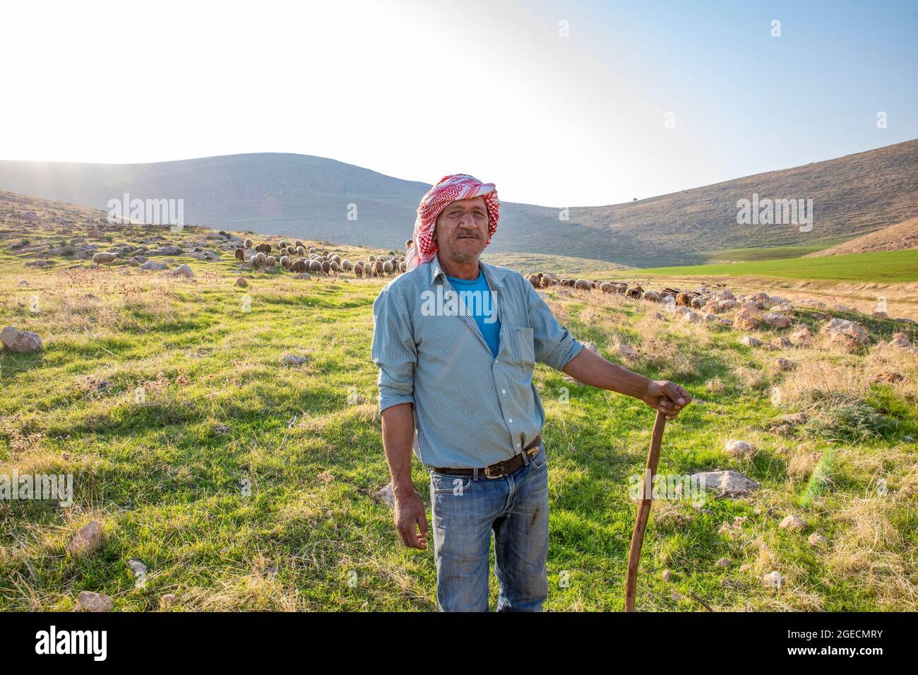Portrait of a Palestinian shepherd with his herd of sheep in the Jordan ...