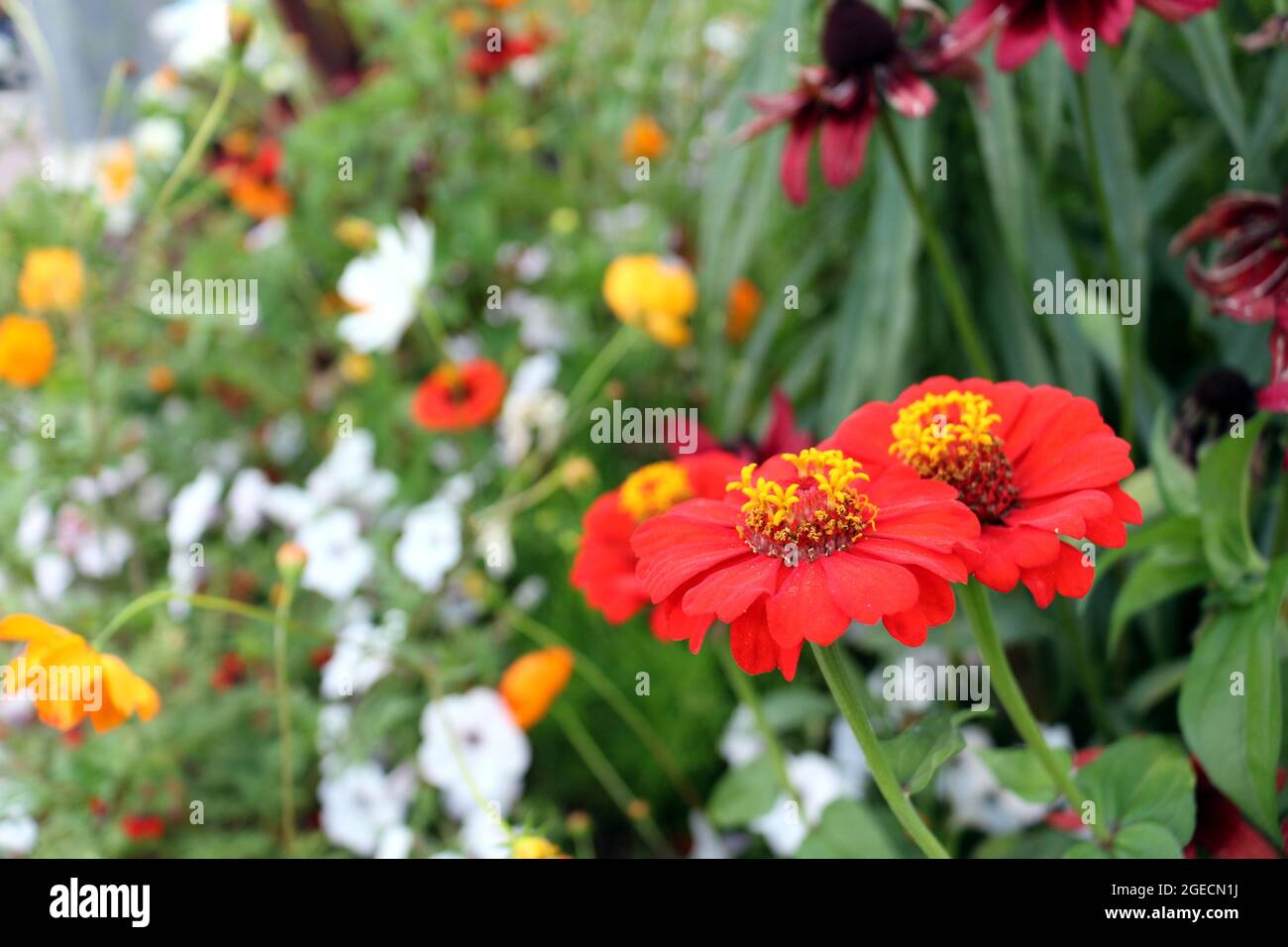 Red flowers in a garden bed Stock Photo - Alamy