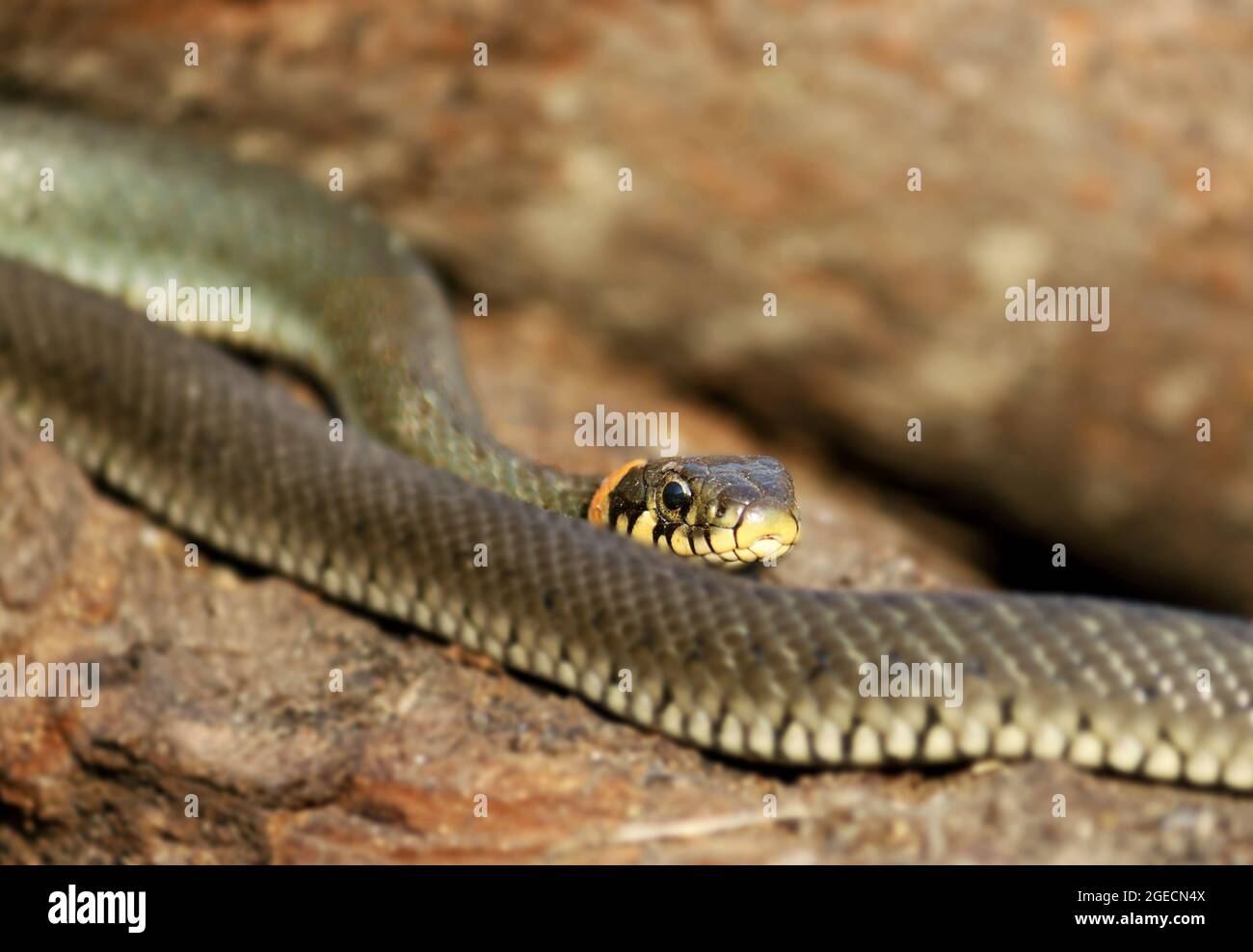 Closeup snake hi-res stock photography and images - Alamy