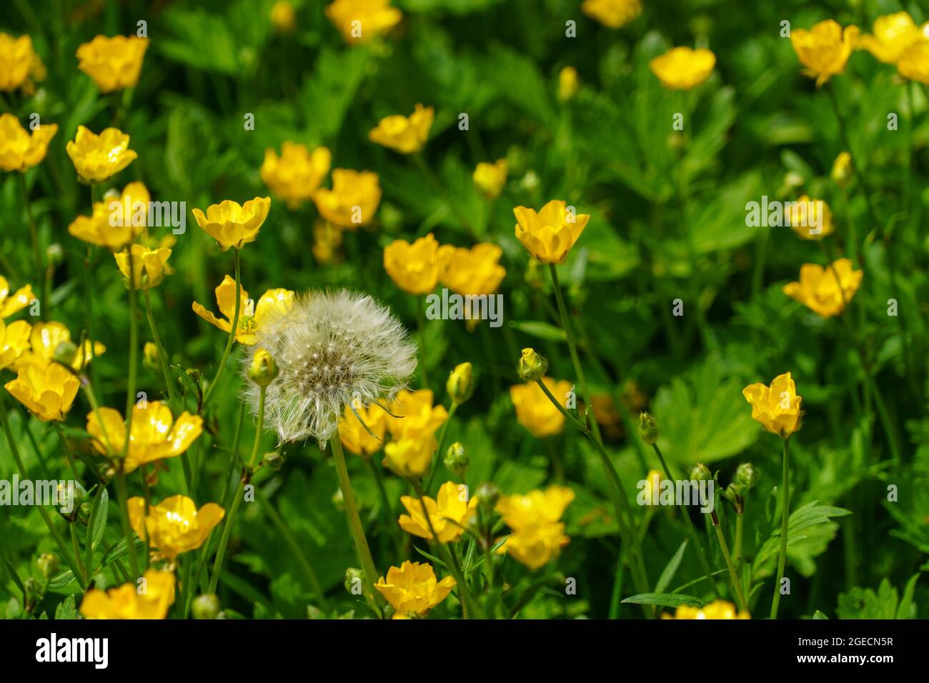 Buttercup in the foreground hi-res stock photography and images - Alamy