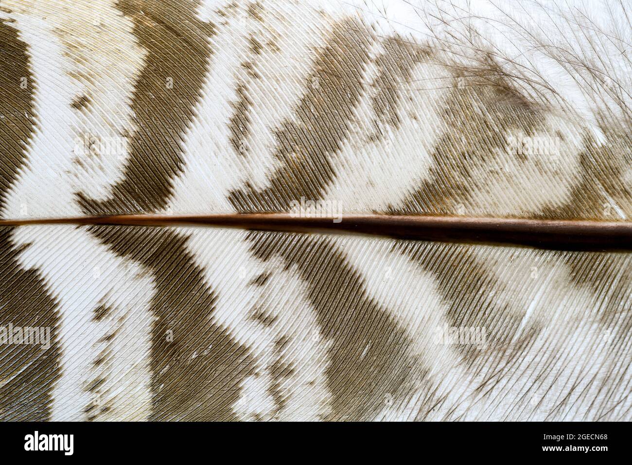 Pheasant feather hi-res stock photography and images - Alamy