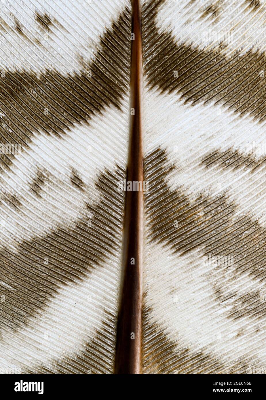 Pheasant feather hi-res stock photography and images - Alamy
