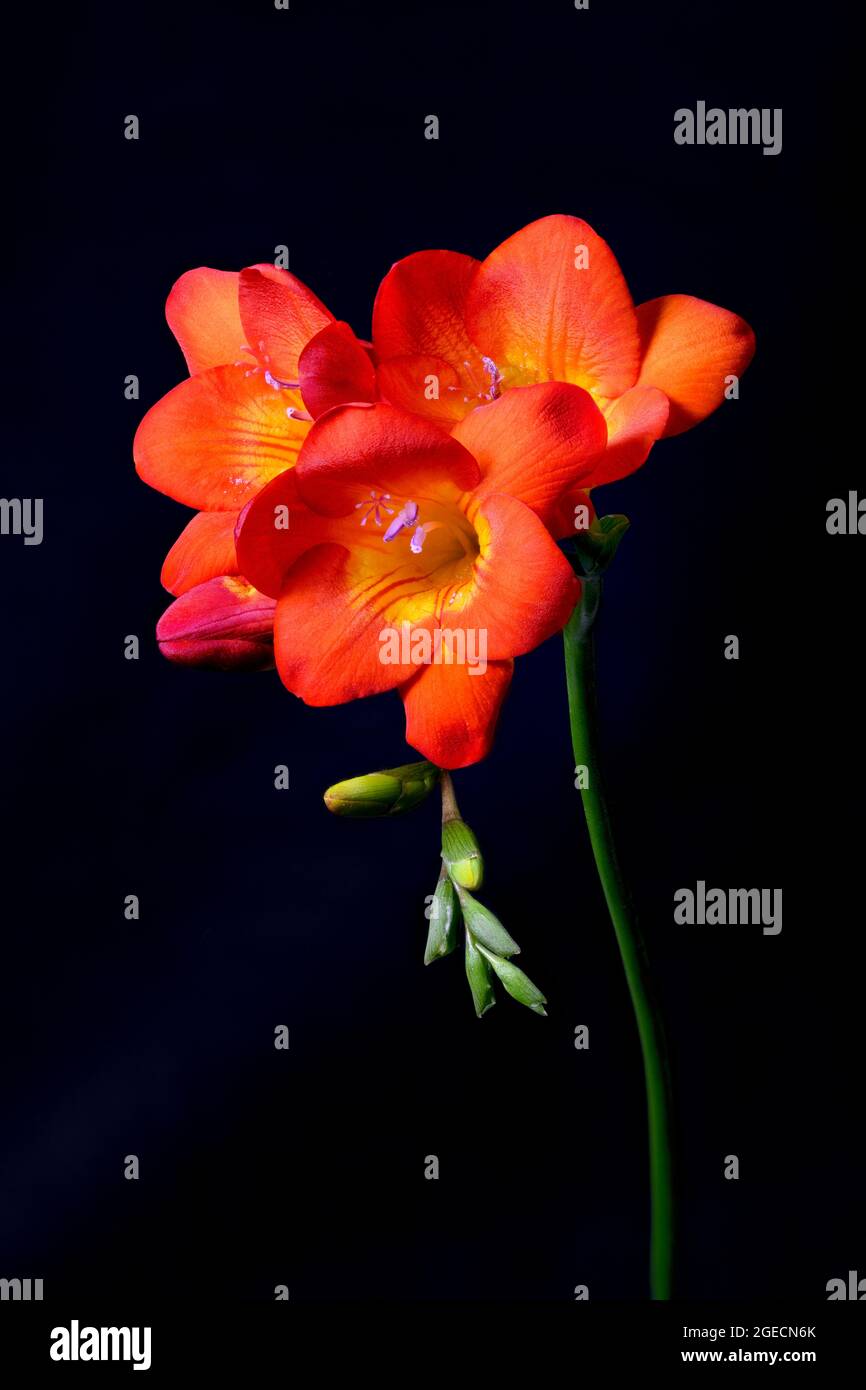 Common freesia hi-res stock photography and images - Alamy