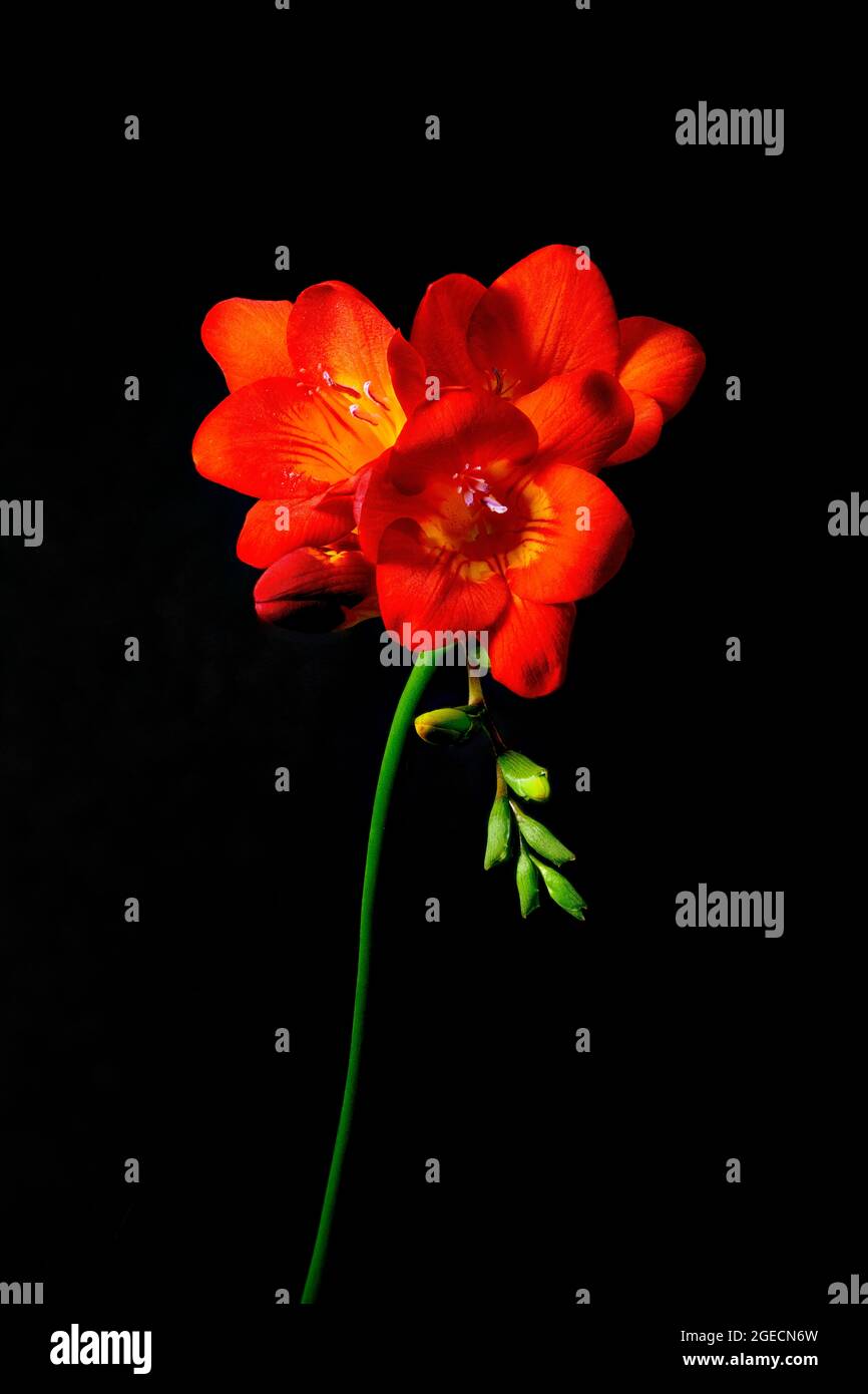 Beautiful fragrant red Freesia flowers against a plain black background ...