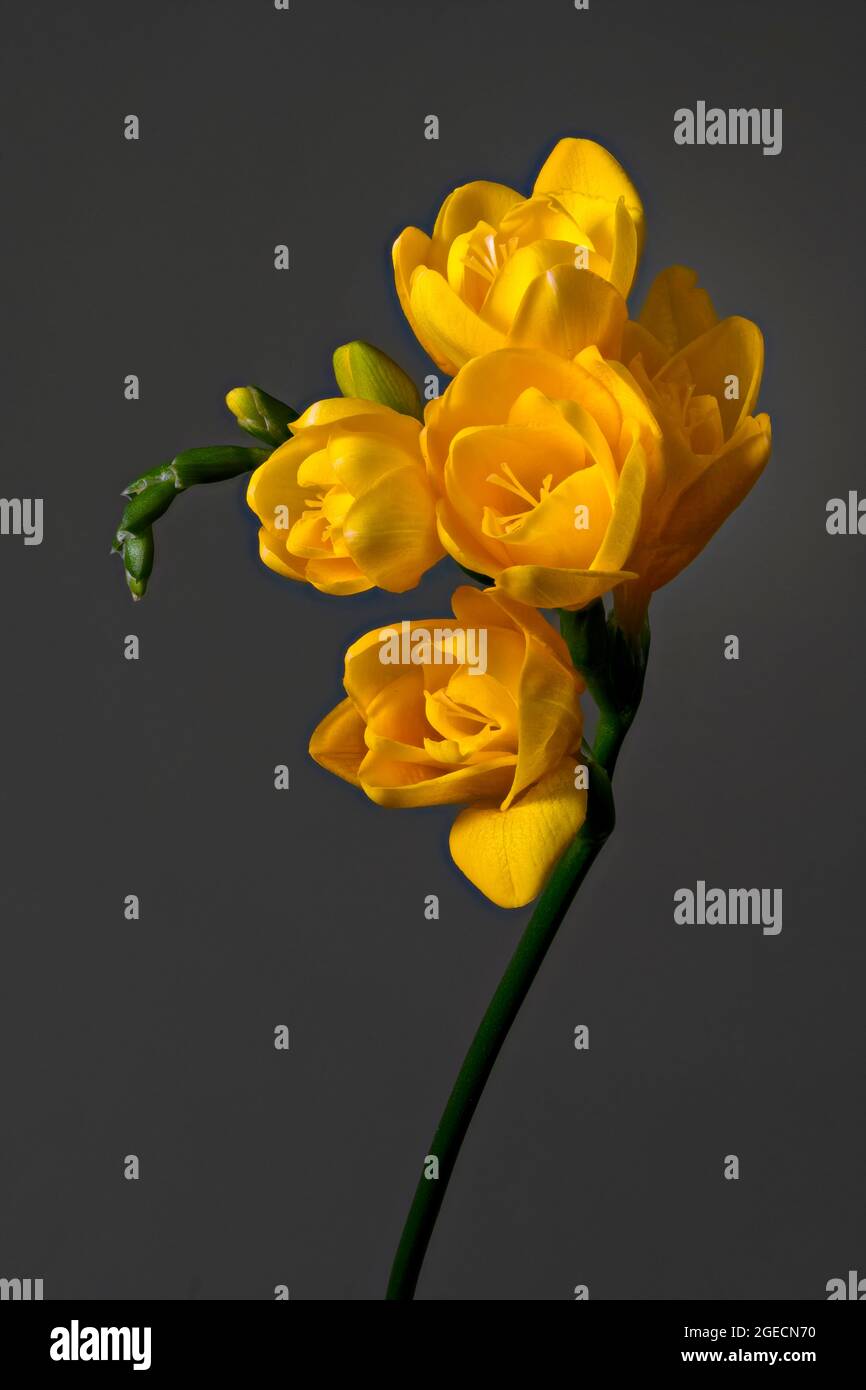 Colourful freesias hi-res stock photography and images - Alamy