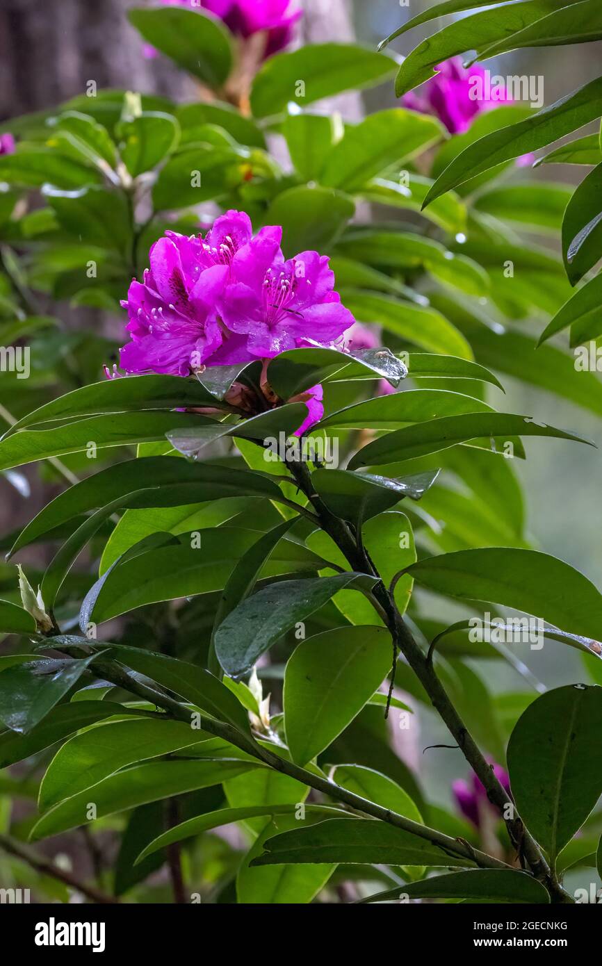 dark pink rhododendron flowers in full bloom late in spring Stock Photo ...