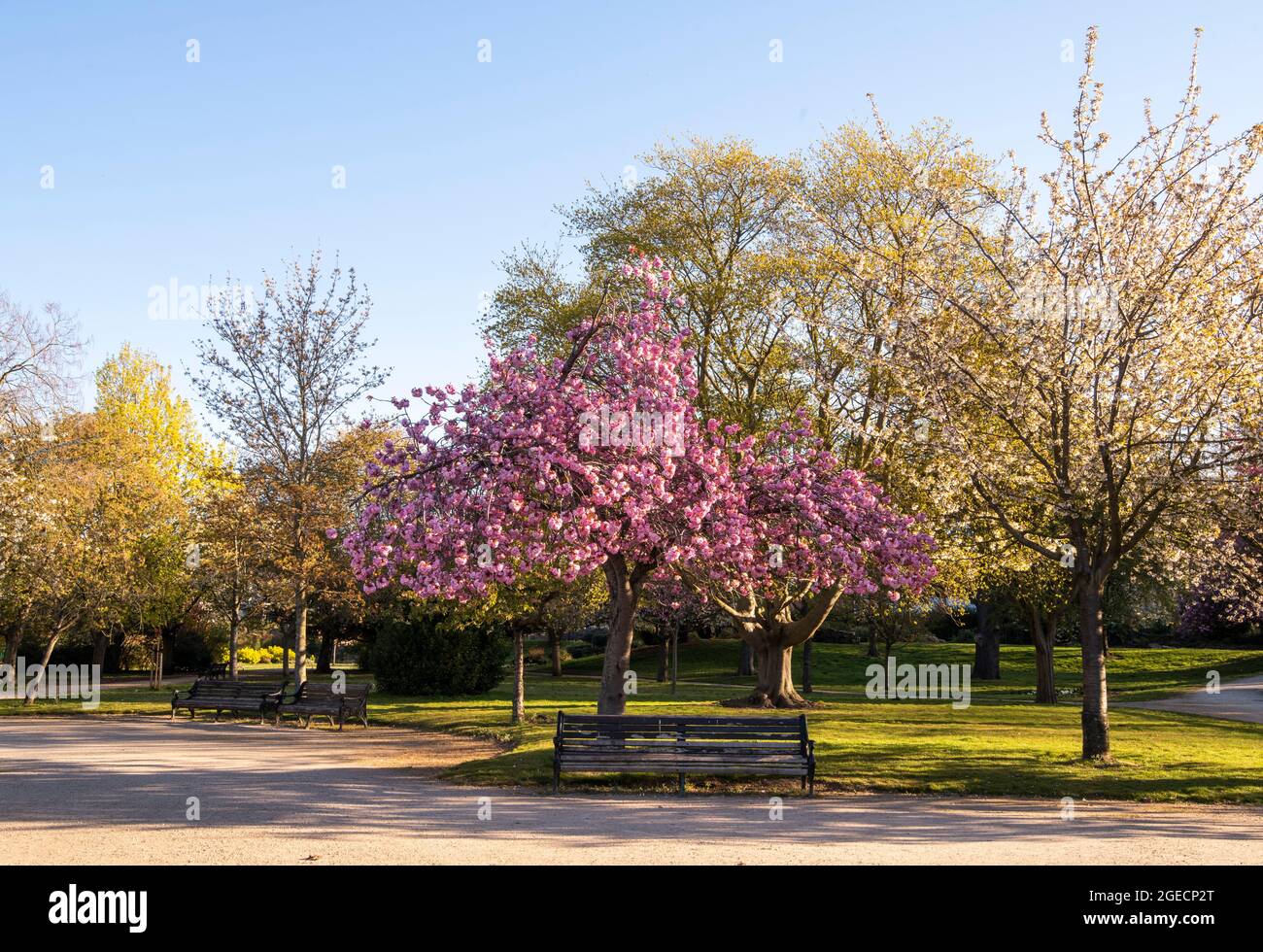 Spring Blossom at Victoria Embankment, Nottingham Nottinghamshire ...
