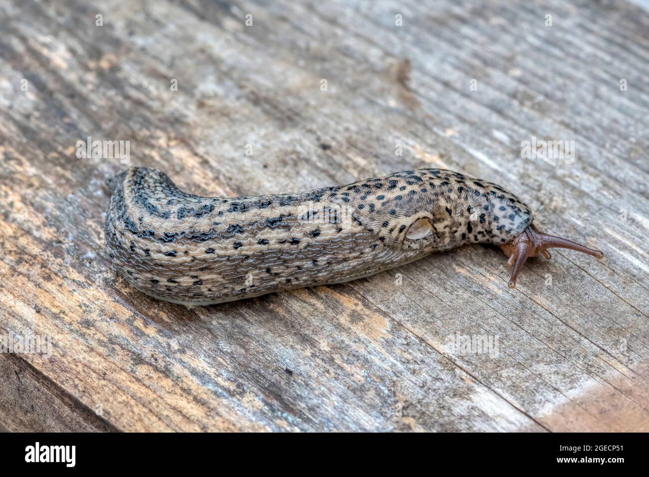 Leopard slug, Limax maximus, showing clearly the pneumostome or ...