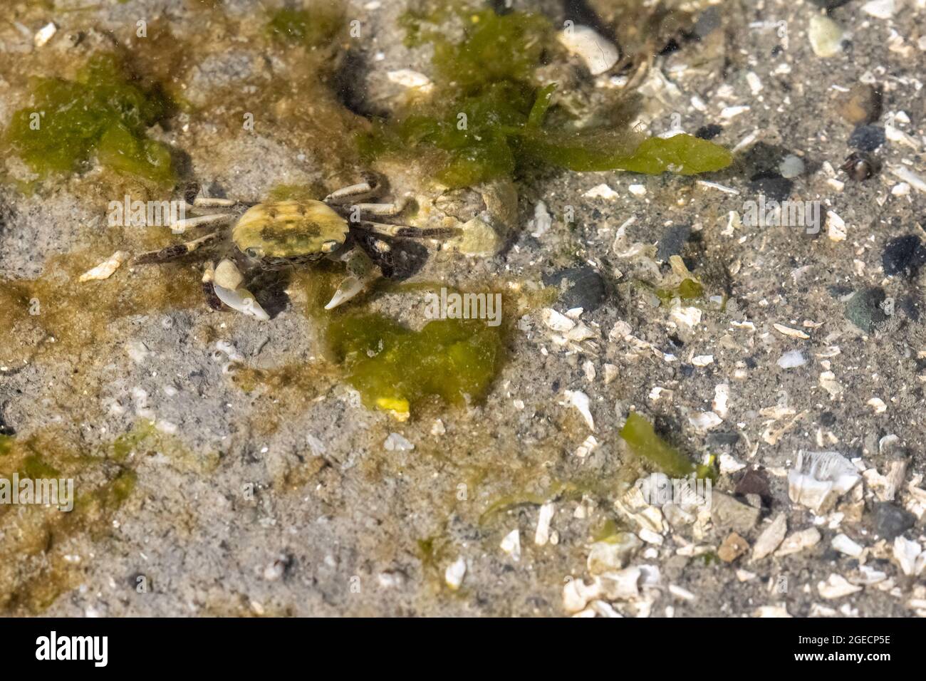 little brown crab beneath shallow water at a beach during low tide ...