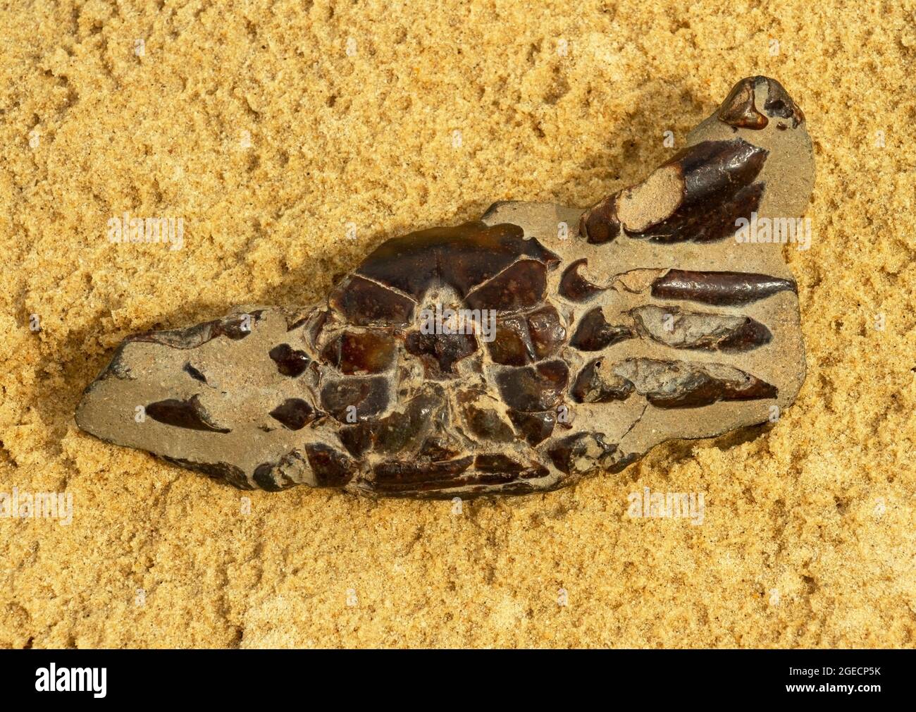 The hard carapace of exoskeleton and their intertidal habitat make ...