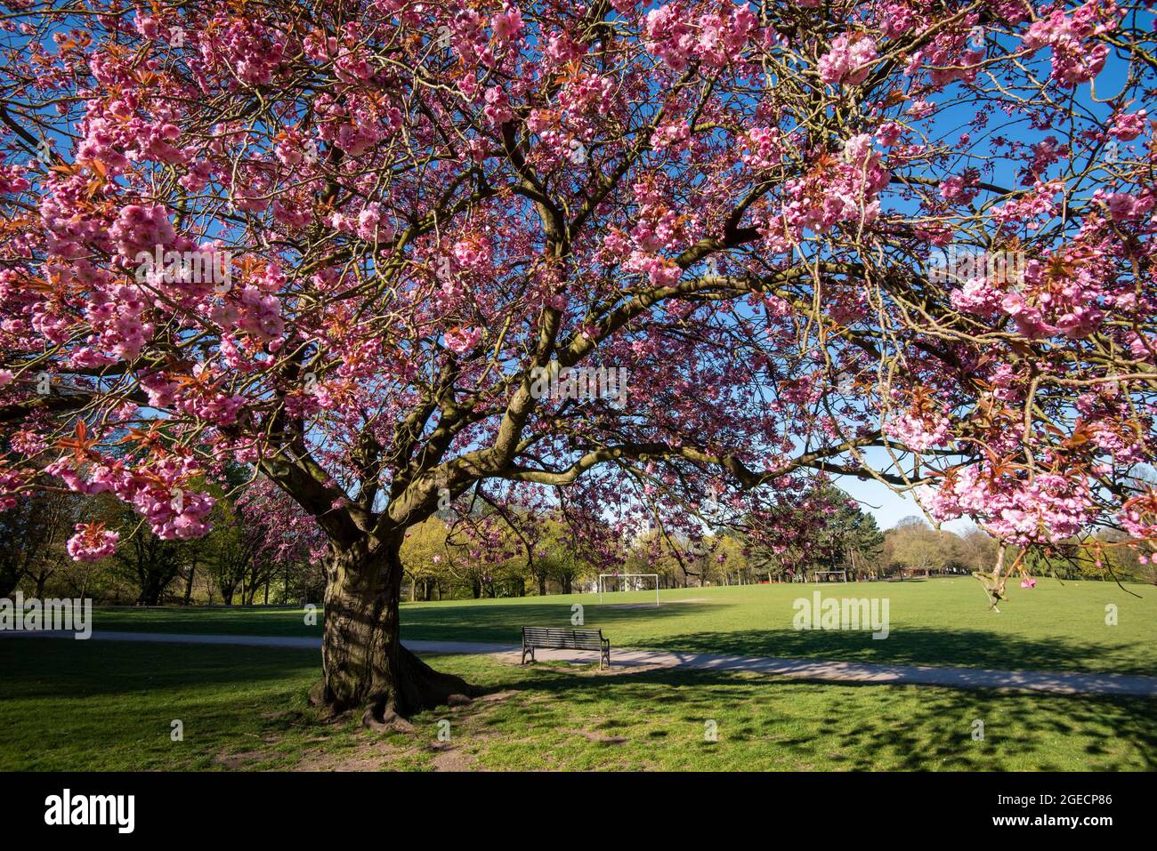 Spring Blossom at Woodthorpe Park in Nottingham, Nottinghamshire ...