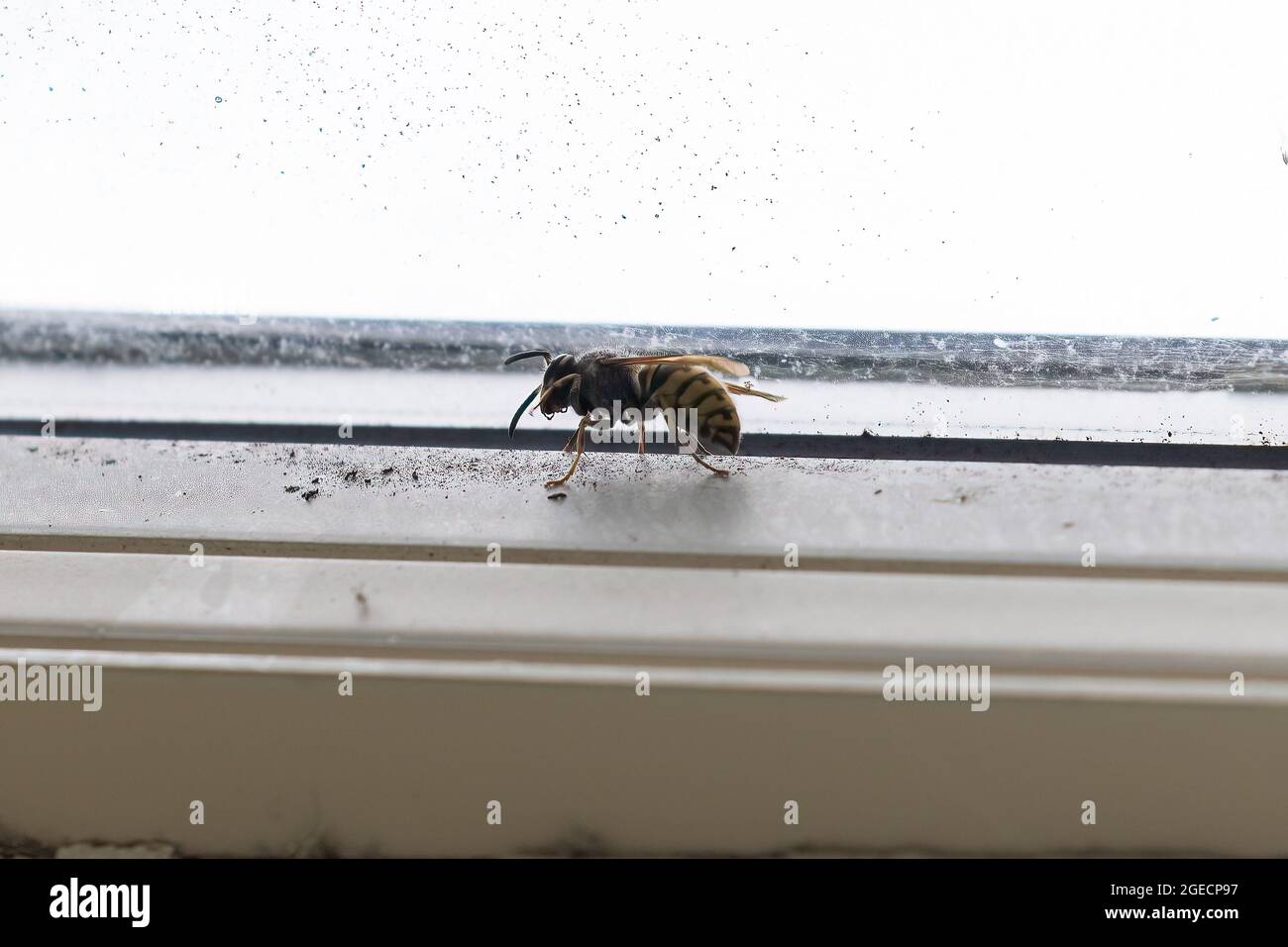 A bee or wasp sitting on a window sill on the inside of the glass ...