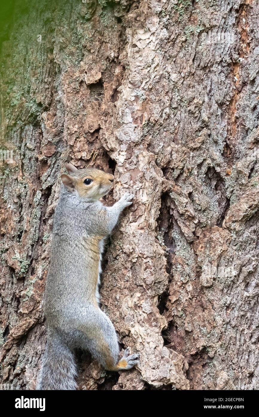 adult gray squirrel high up in a tree looking around at its ...