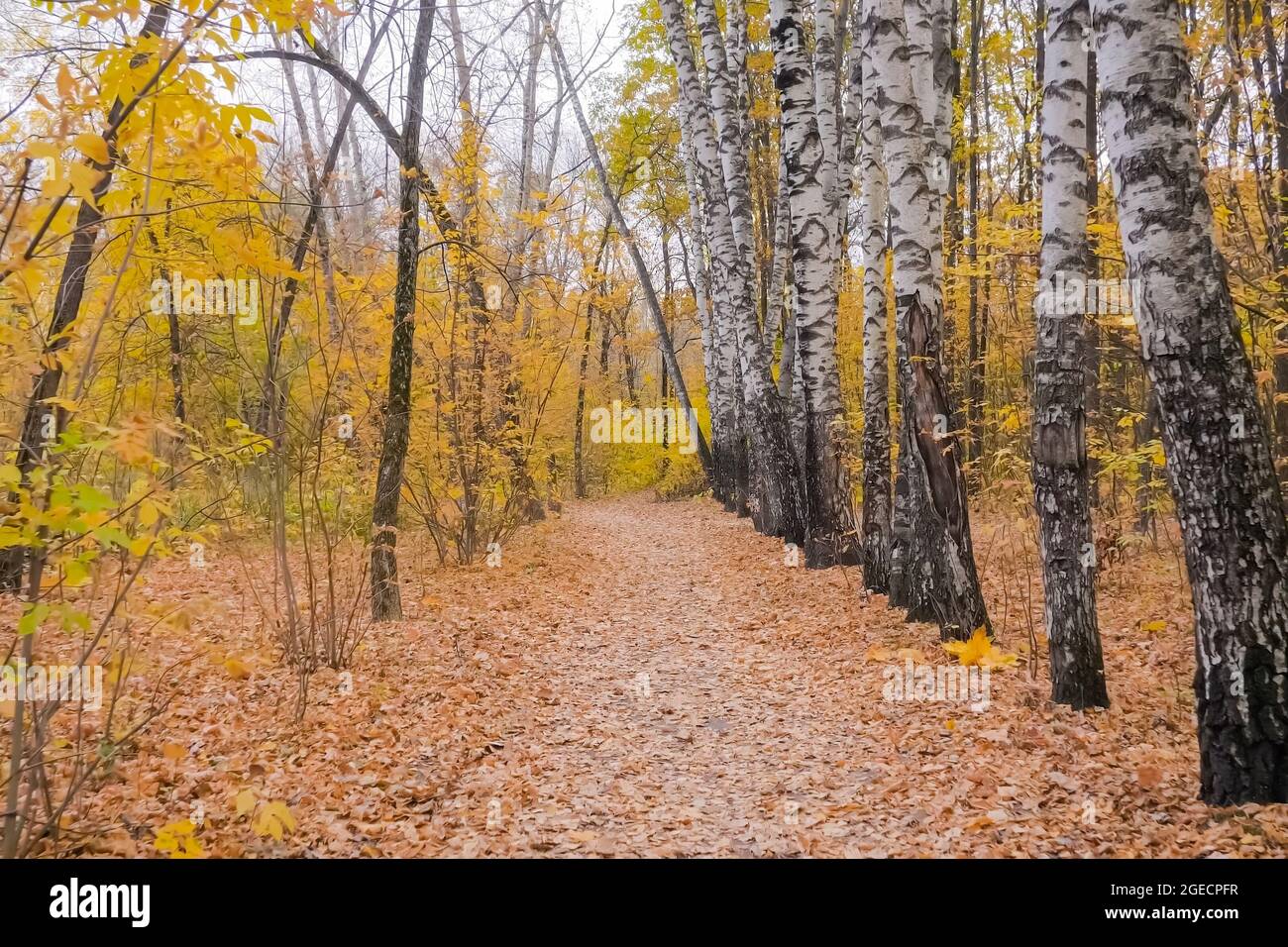 Empty autumn park, forest - tree alley: nobody Stock Photo - Alamy