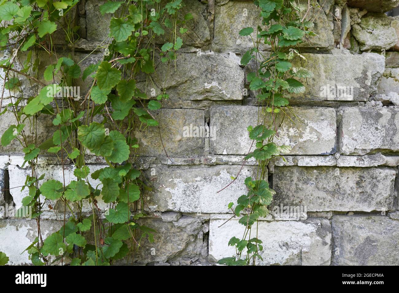 Old grey brick wall and wild grapes hanging down on it Stock Photo - Alamy