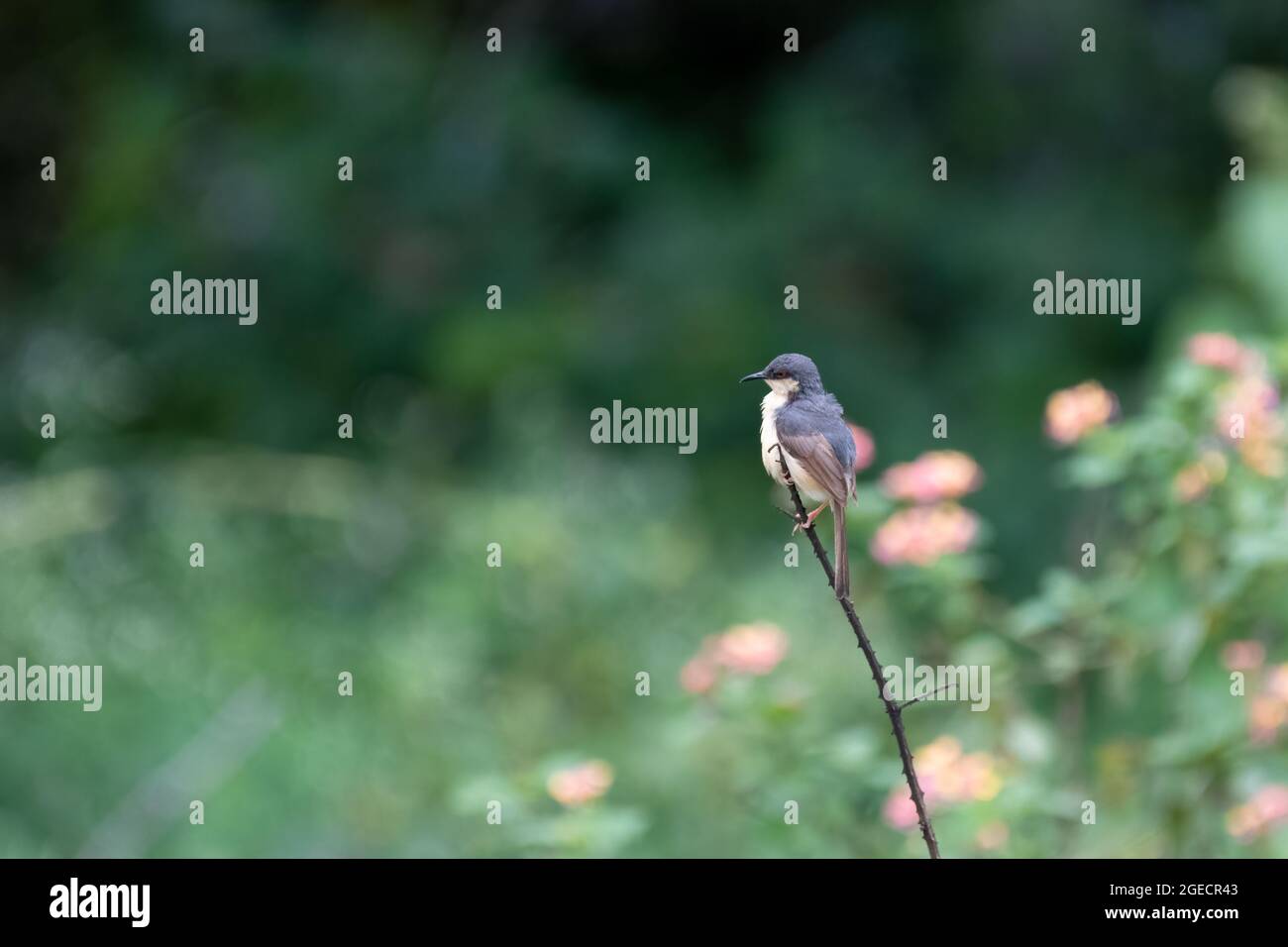 Ashy wren warbler perching hi-res stock photography and images - Alamy