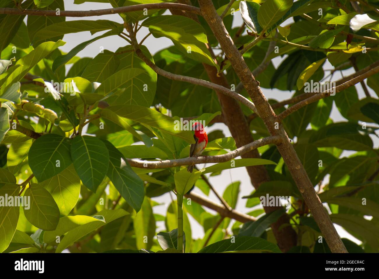 Endemic to the island of mauritius hi-res stock photography and images ...