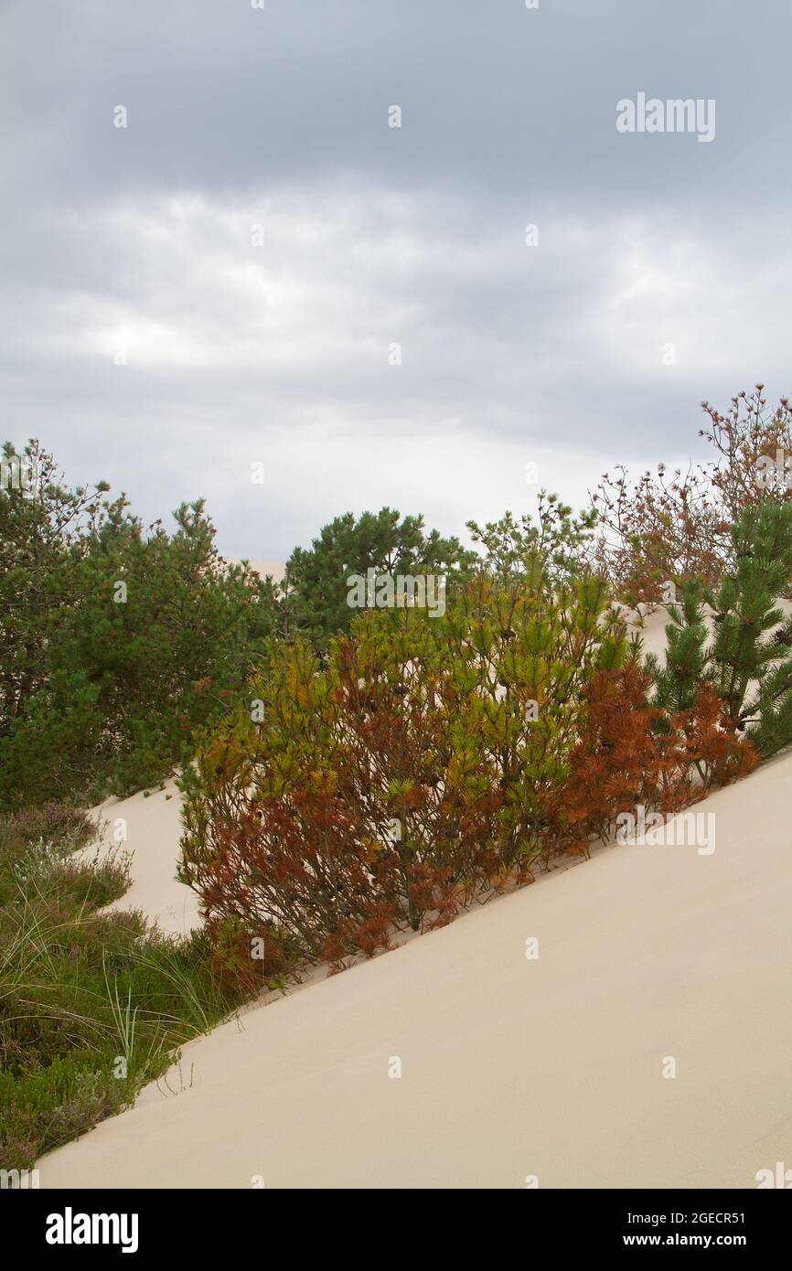 Migrating sand dunes hi-res stock photography and images - Alamy