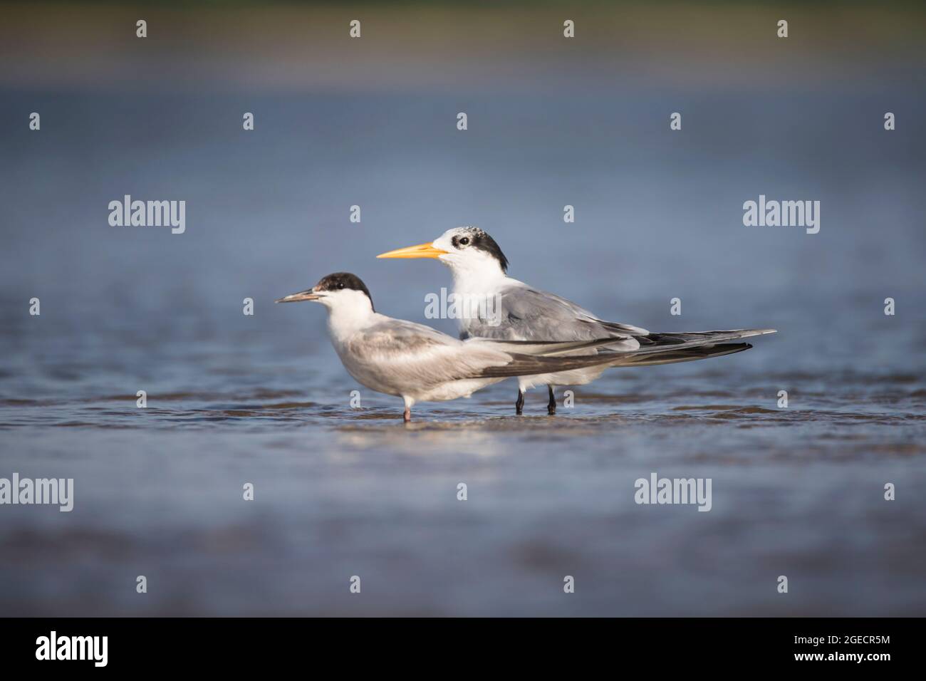 Lesser crested tern and common tern in back water lake Stock Photo - Alamy