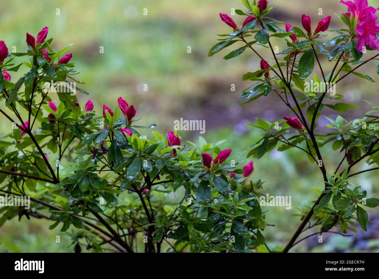 bright pink azalea growing in spring garden nin washington state Stock ...