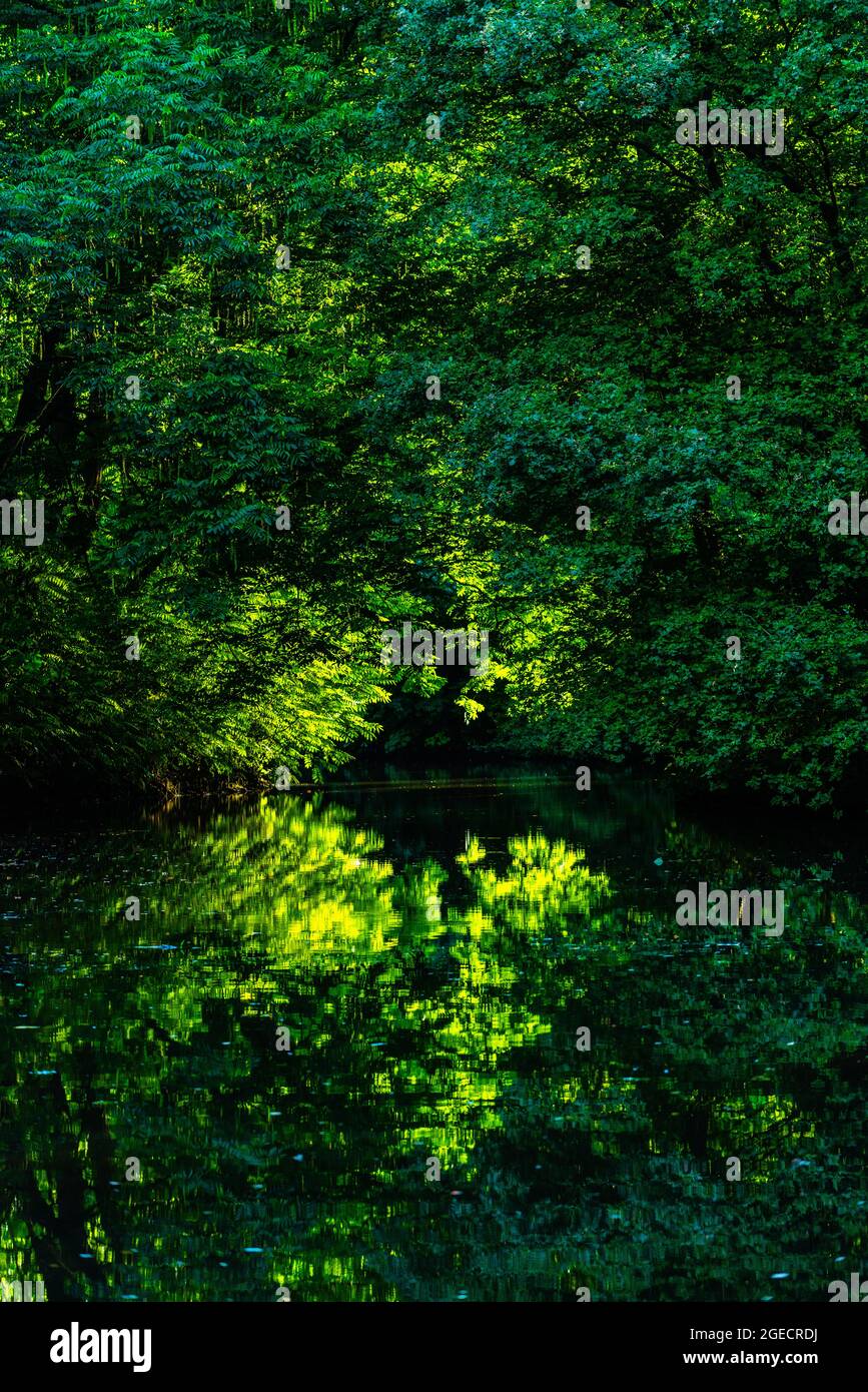 Light and shadow plants hi-res stock photography and images - Alamy