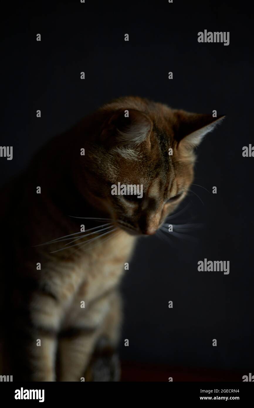 Small tabby cat portrait isolated on dark background Stock Photo - Alamy